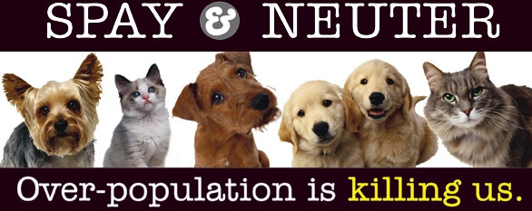 Top Reasons to Spay or Neuter your Adorable Pet | Ask The Vet ATL.