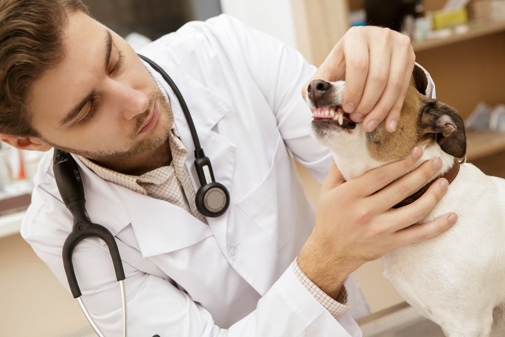 A Pet in Need of a Vet | Ask The Vet ATL.