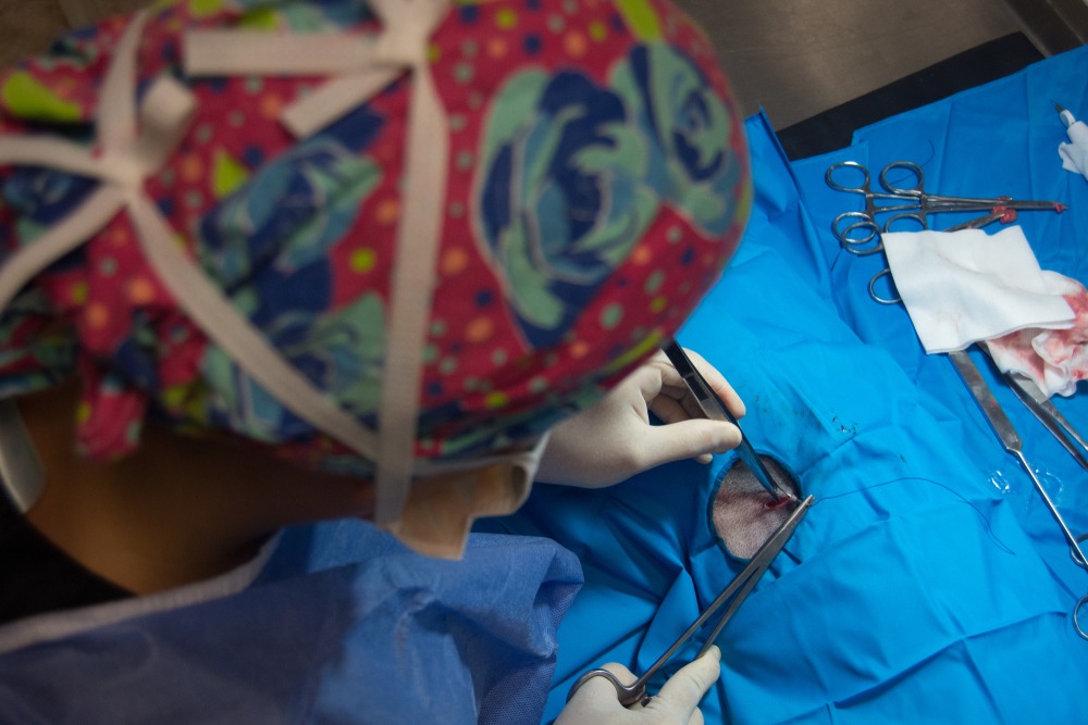 Why Spay and Neuter Process Is Considered | Ask The Vet ATL.